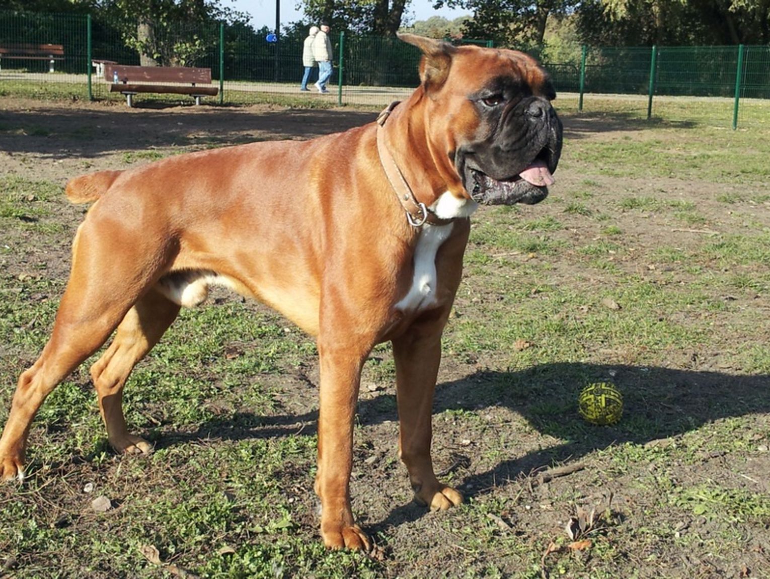 Bokser – pies silny i charyzmatyczny