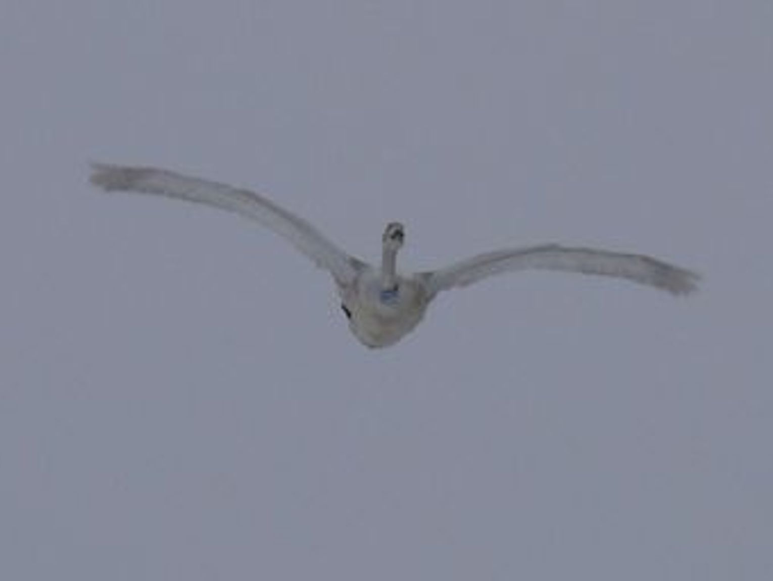 Ptaki bez granic. Z brzydkiego kaczątka - w wytrwałego podróżnika